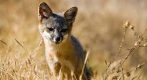 Fun Facts about Channel Islands National Park